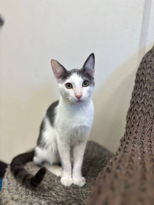 Cats | Adopt-A-Pet | Victoria, Texas