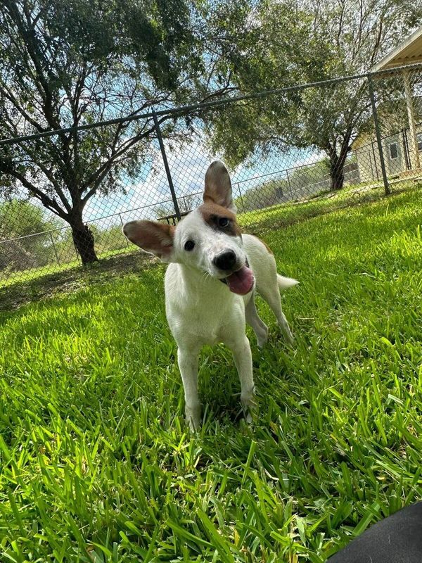 Adopt-A-Pet | Victoria, Texas