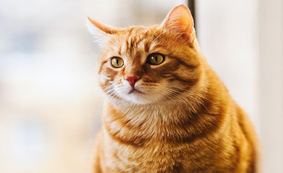 Cats | Adopt-A-Pet | Victoria, Texas