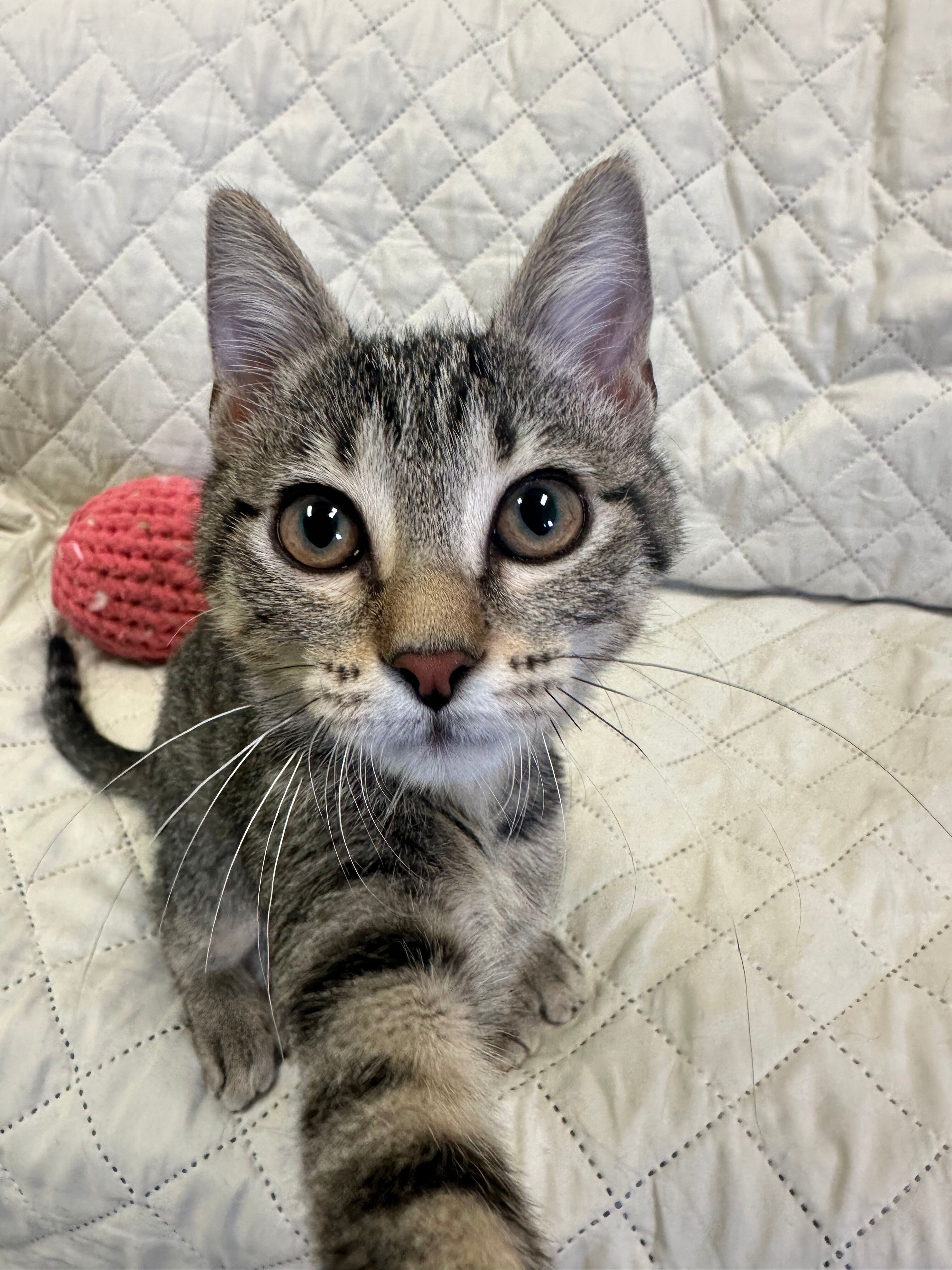 Cats | Adopt-A-Pet | Victoria, Texas