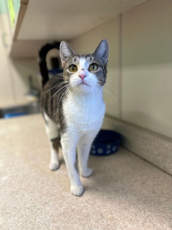 Cats | Adopt-A-Pet | Victoria, Texas