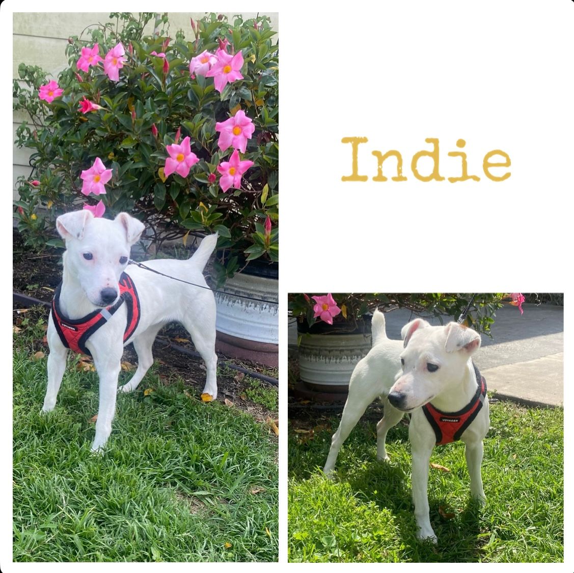 Adopt-A-Pet | Victoria, Texas