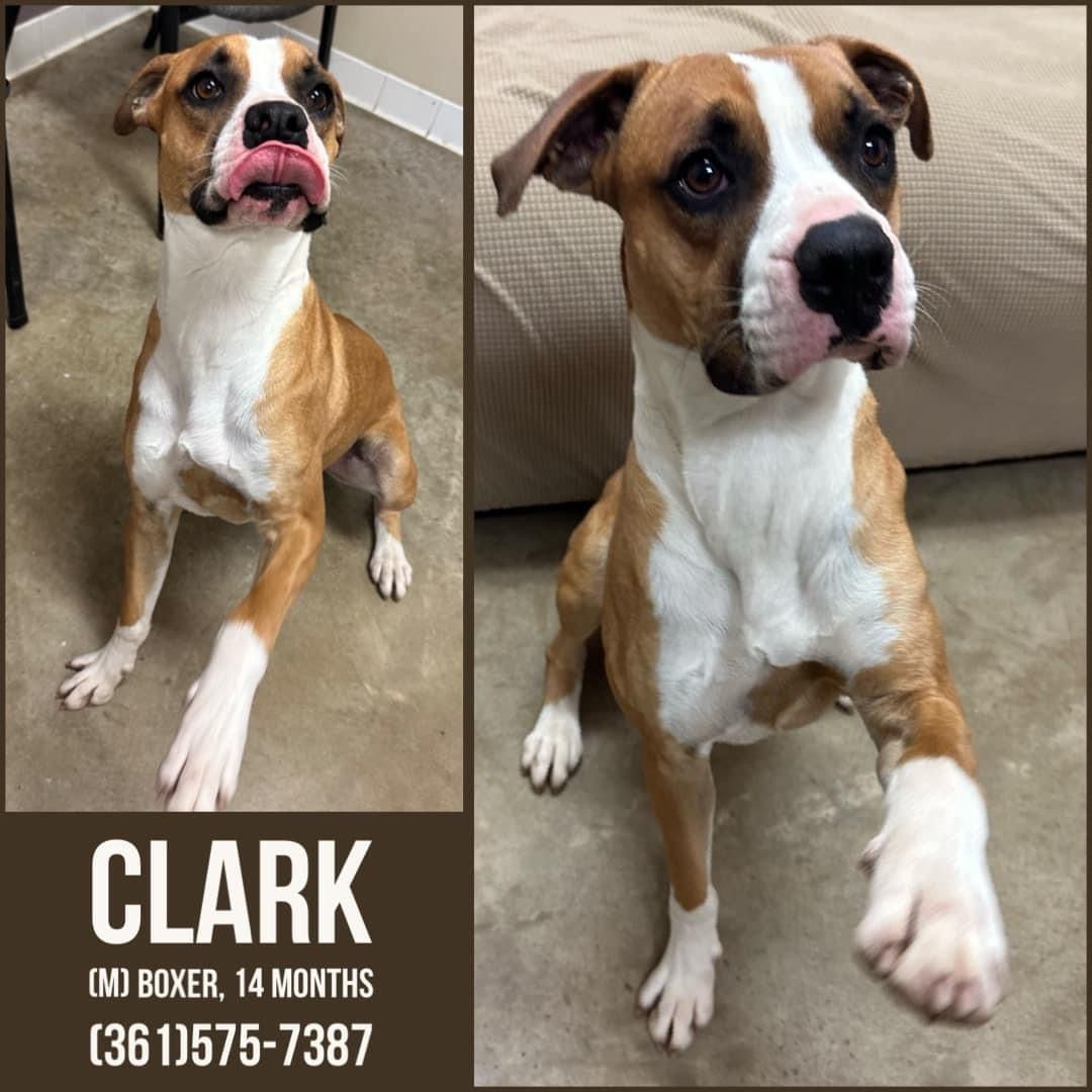 Dogs | Adopt-A-Pet | Victoria, Texas