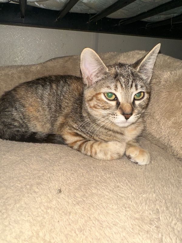 Cats | Adopt-A-Pet | Victoria, Texas