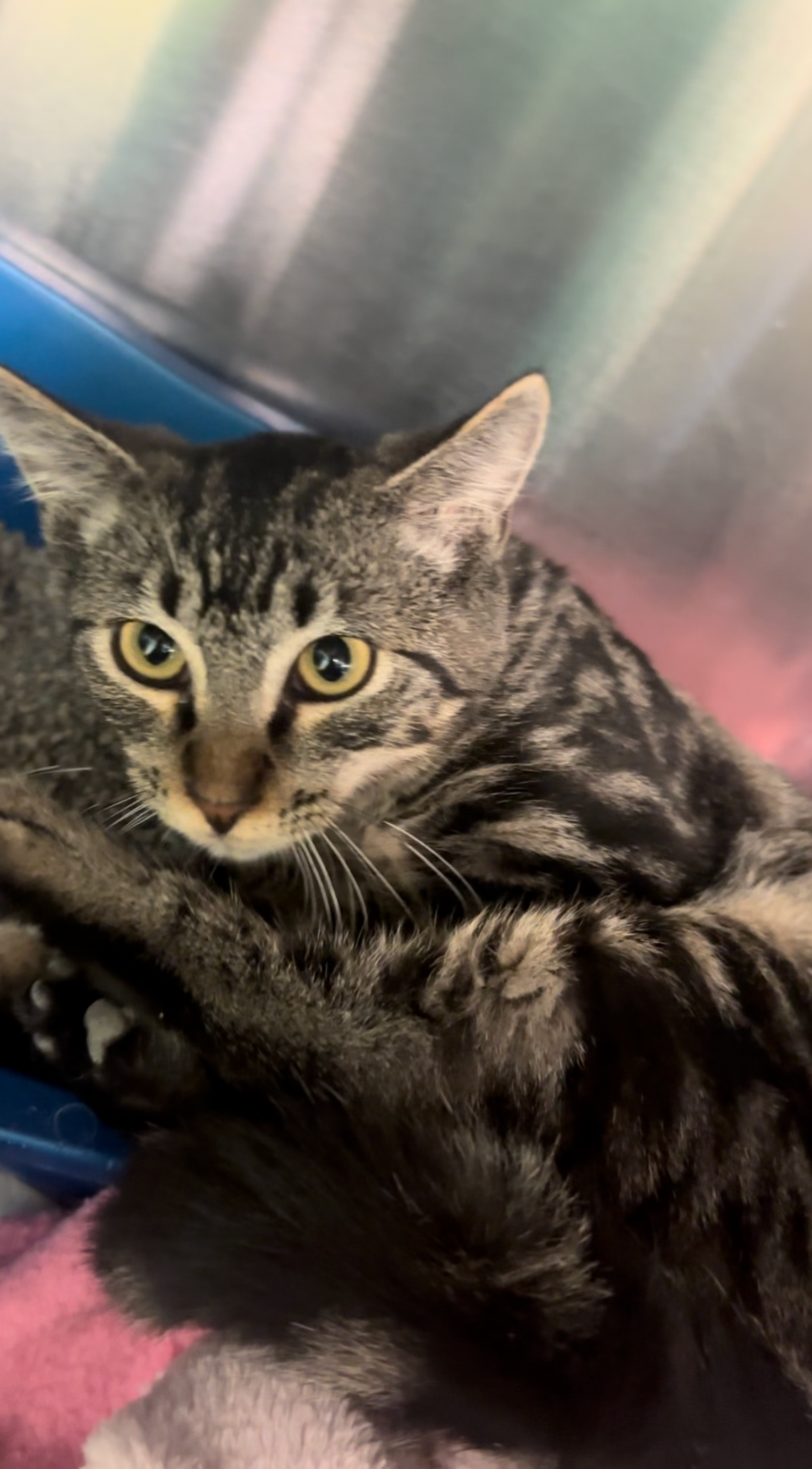 Cats | Adopt-A-Pet | Victoria, Texas