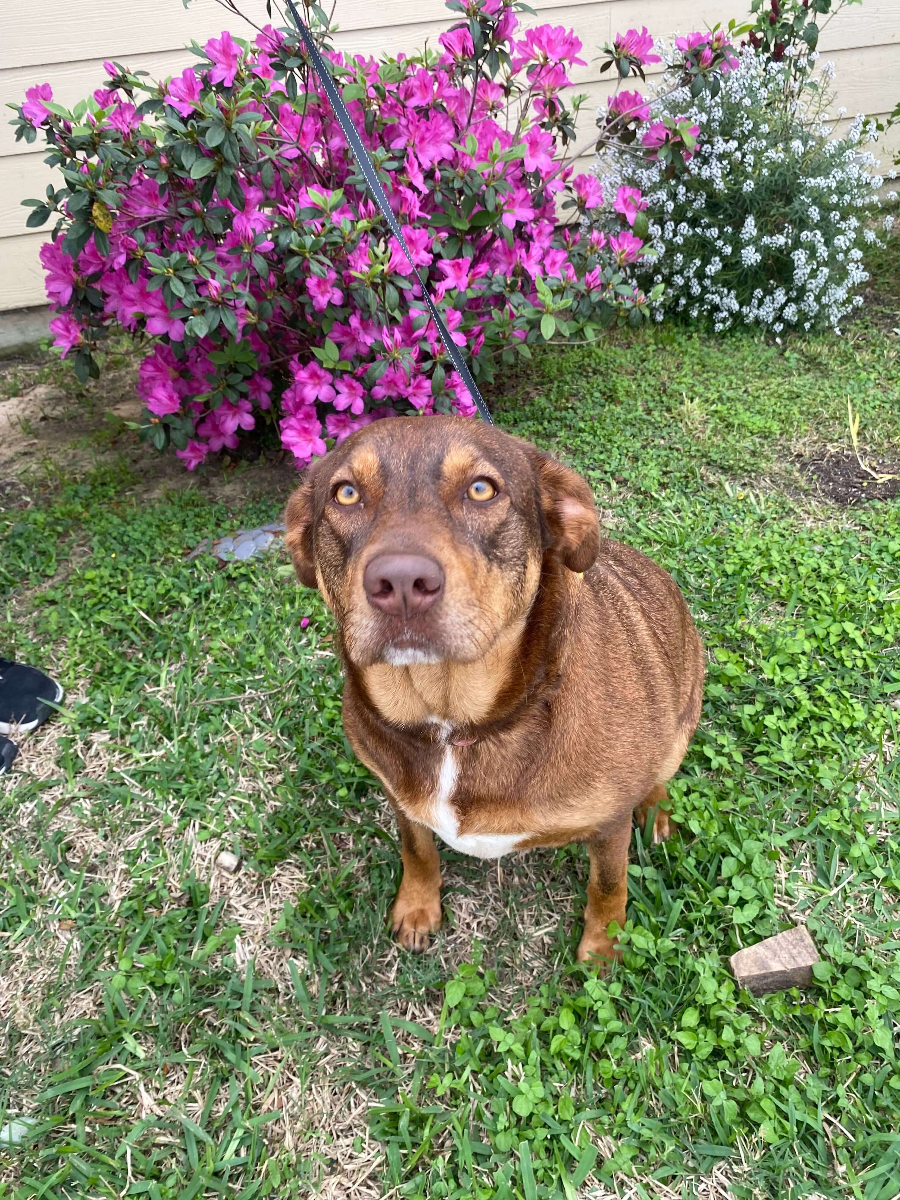 Adopt-A-Pet | Victoria, Texas