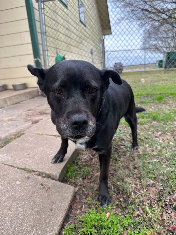 Dogs | Adopt-A-Pet | Victoria, Texas